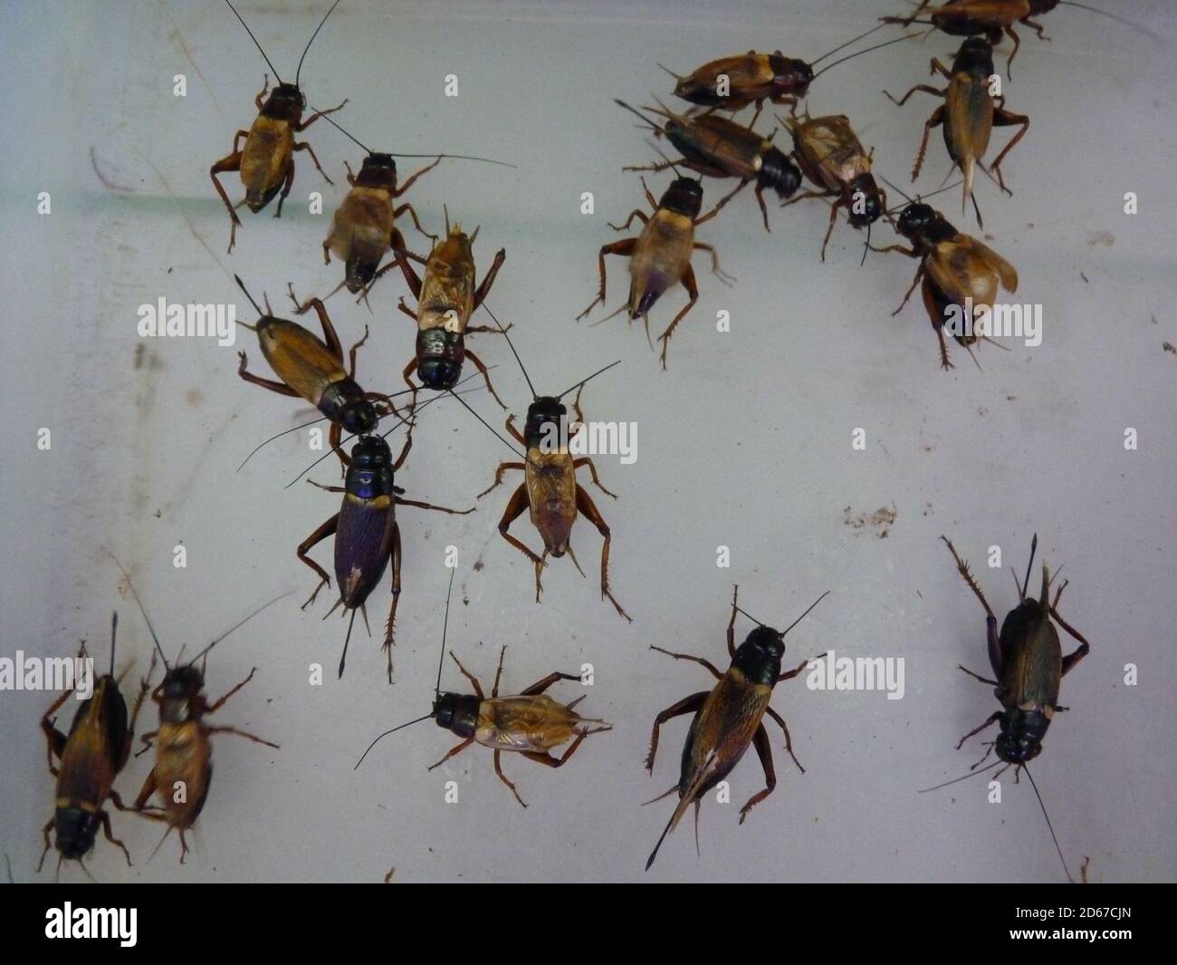 Top view shot of insects Stock Photo - Alamy