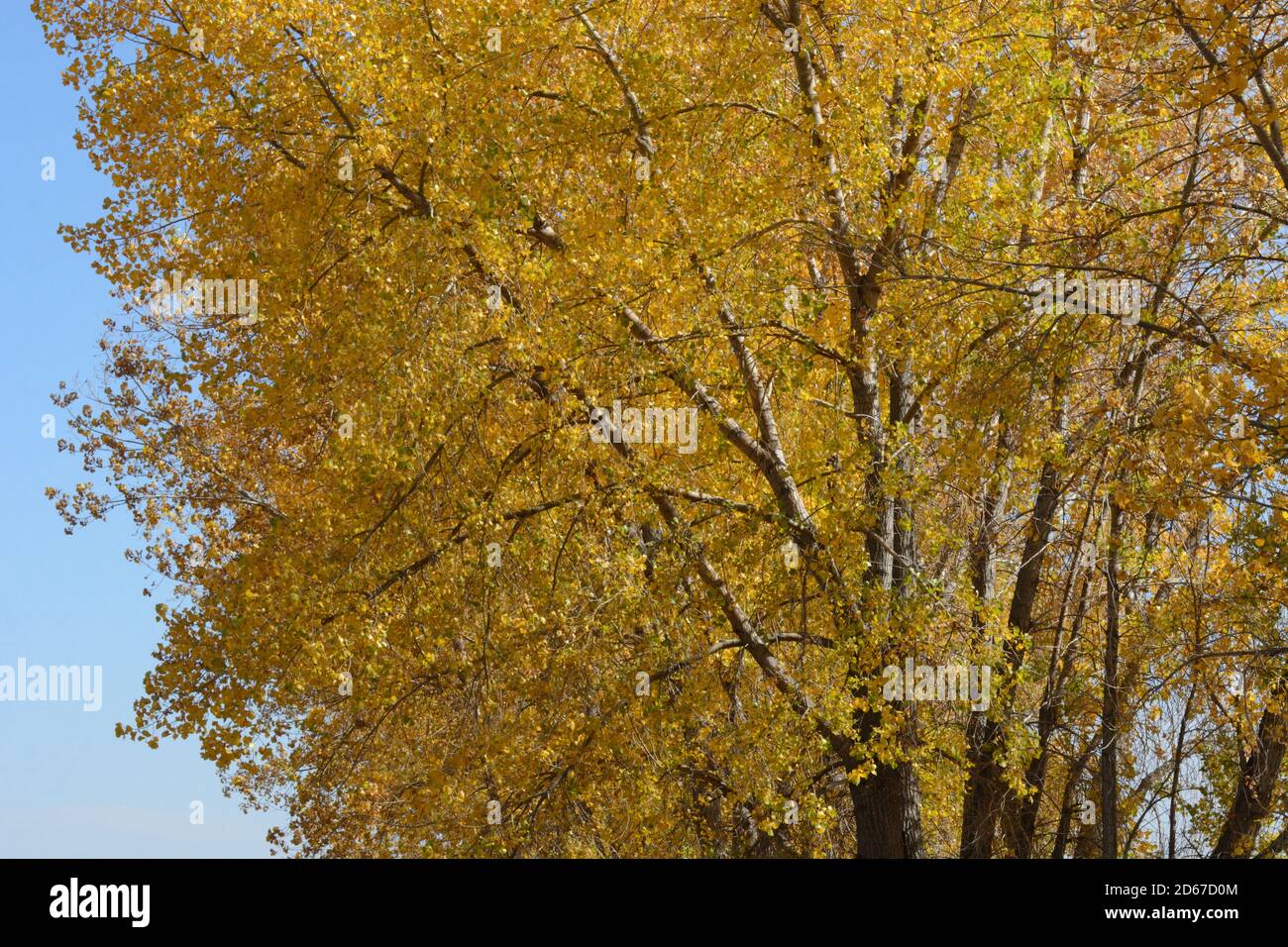 Dry golden autumn tree leaves Stock Photo - Alamy