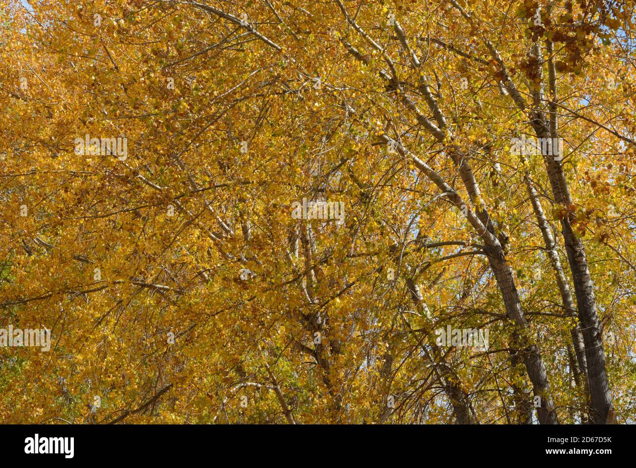 Dry golden autumn tree leaves Stock Photo - Alamy