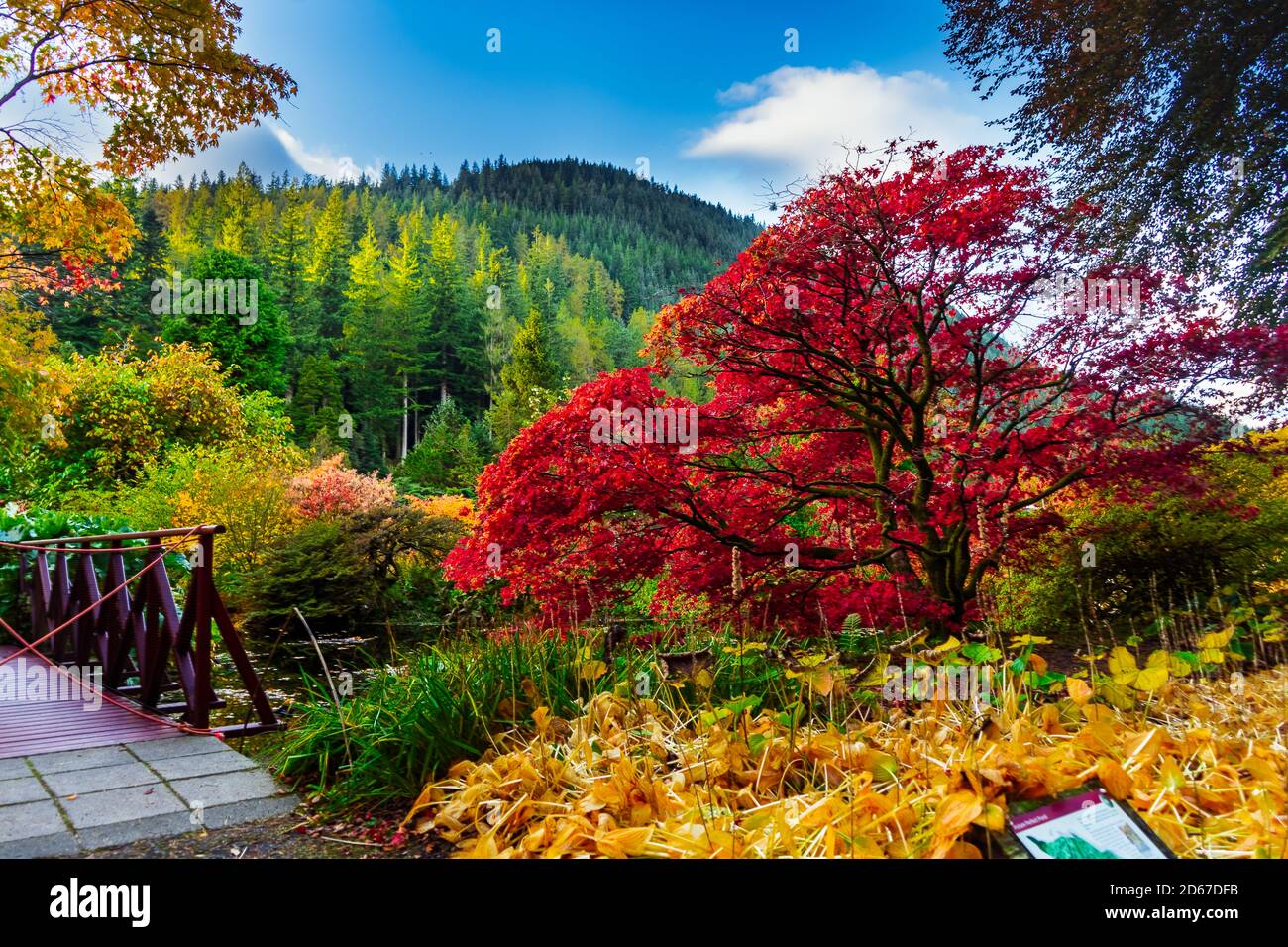 ben more botanic garden Stock Photo - Alamy