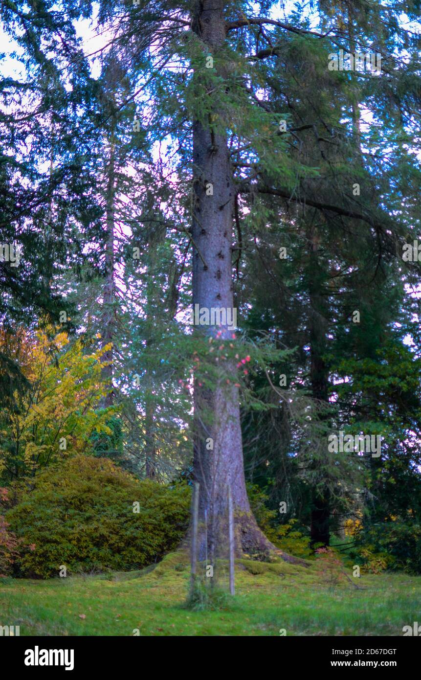 ben more botanic garden Stock Photo - Alamy
