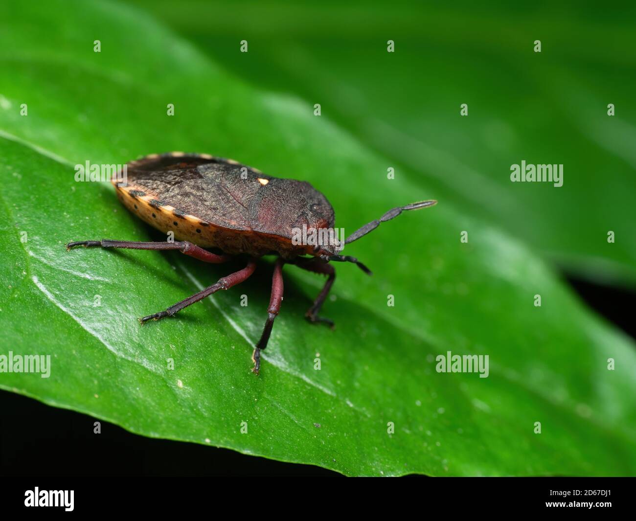 Macro Photography of Shield Bug on Green Leaf Stock Photo - Alamy