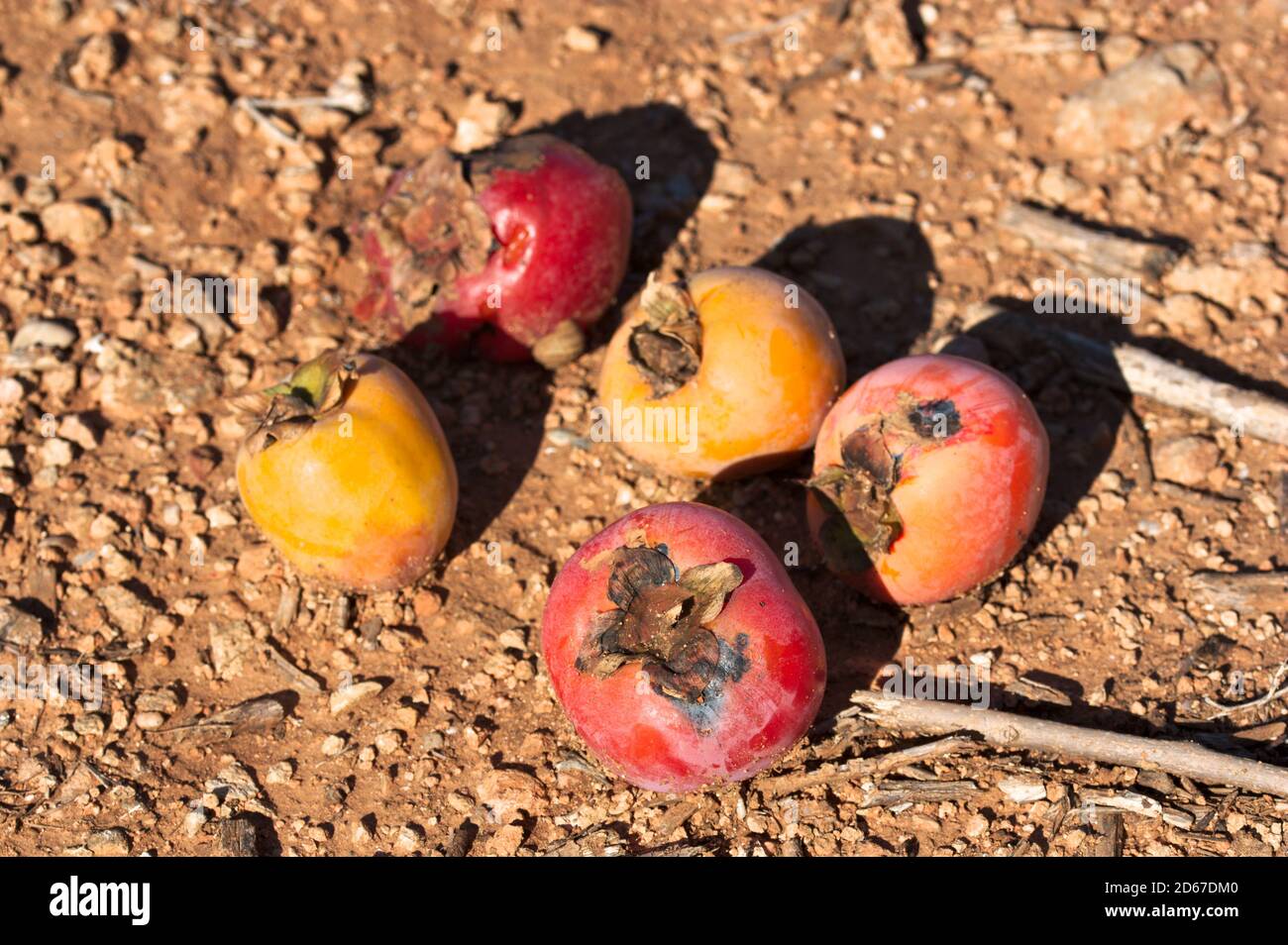 Example of persimmons persimmons fruit infested by a pseudococcidae or ...