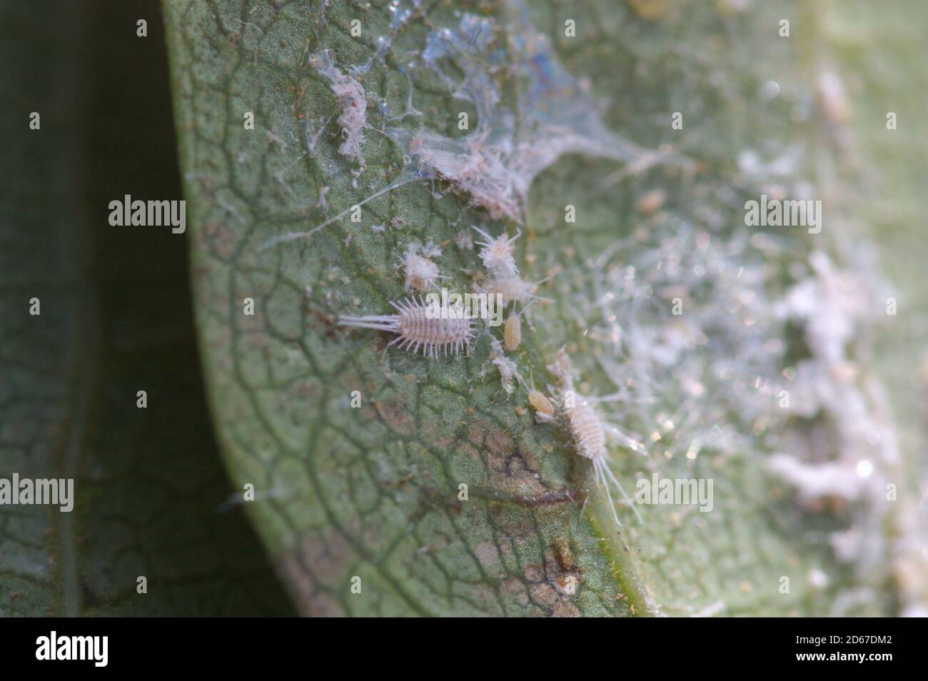 Persimmon tree leaf with the Pseudococcidae or cotonet (Pseudococcus ...
