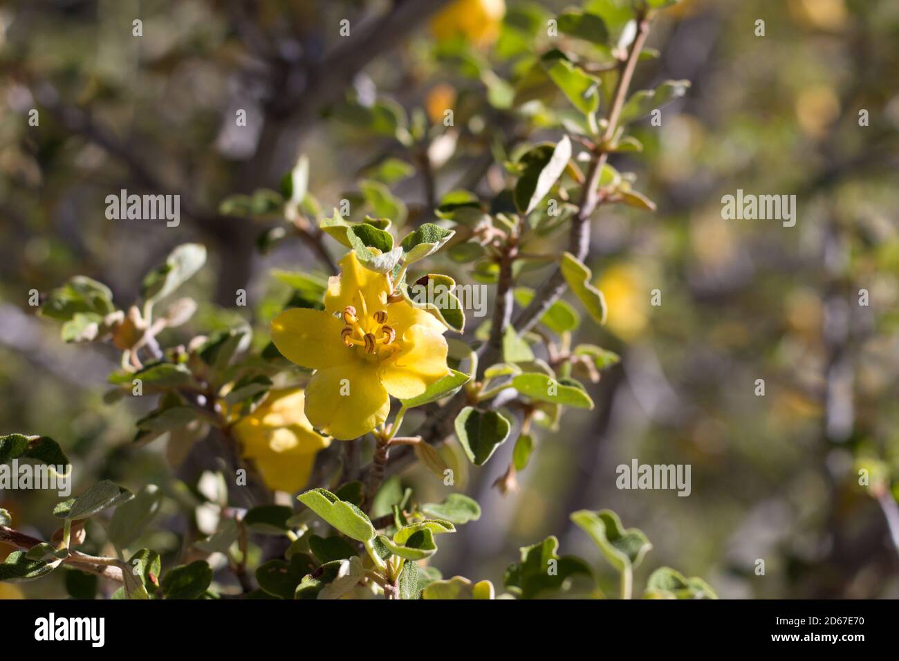 Yellow bloom, California Fremontia, Fremontodendron Californicum ...
