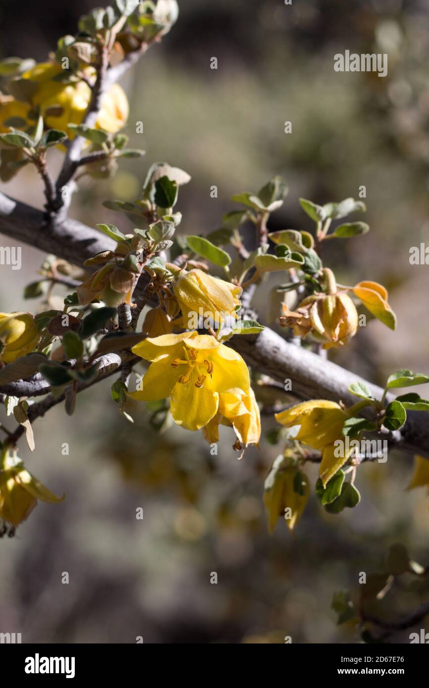 Yellow bloom, California Fremontia, Fremontodendron Californicum ...