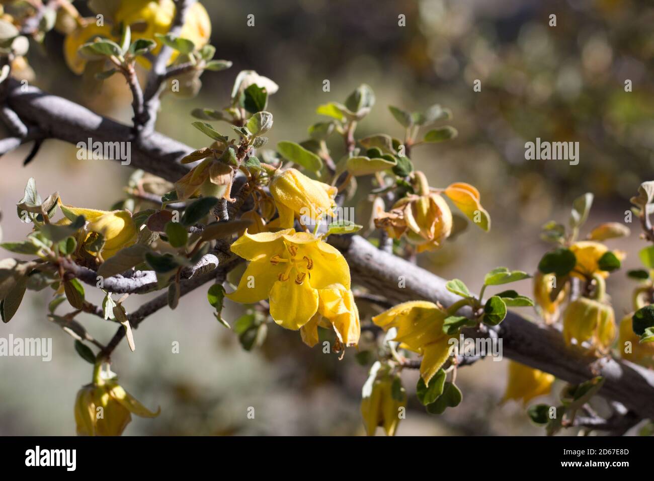 Yellow bloom, California Fremontia, Fremontodendron Californicum ...