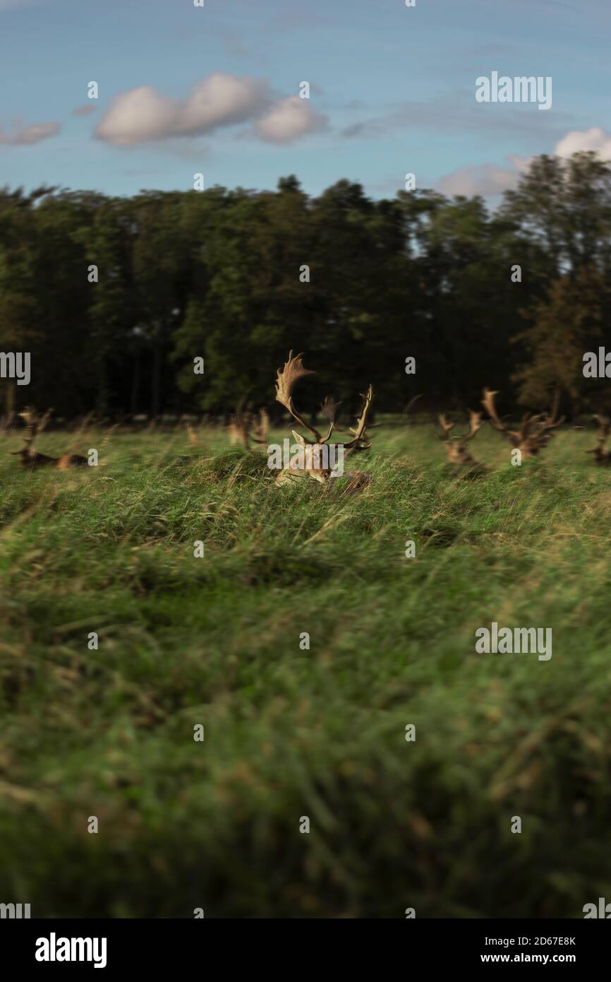 Among long grasses hi-res stock photography and images - Alamy