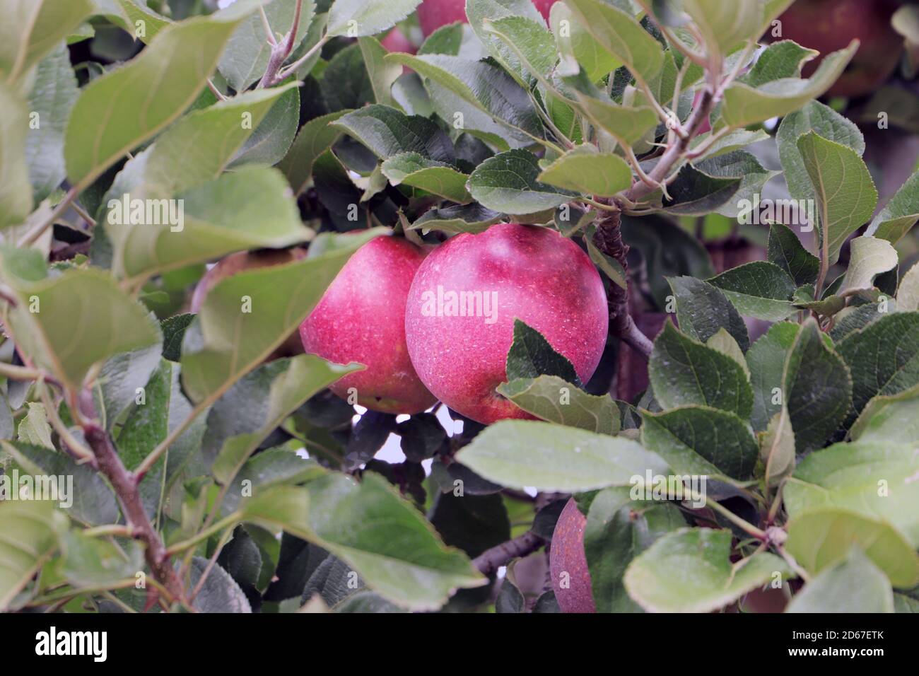 Hanging two red apples on the tree brench with the blur view on the ...