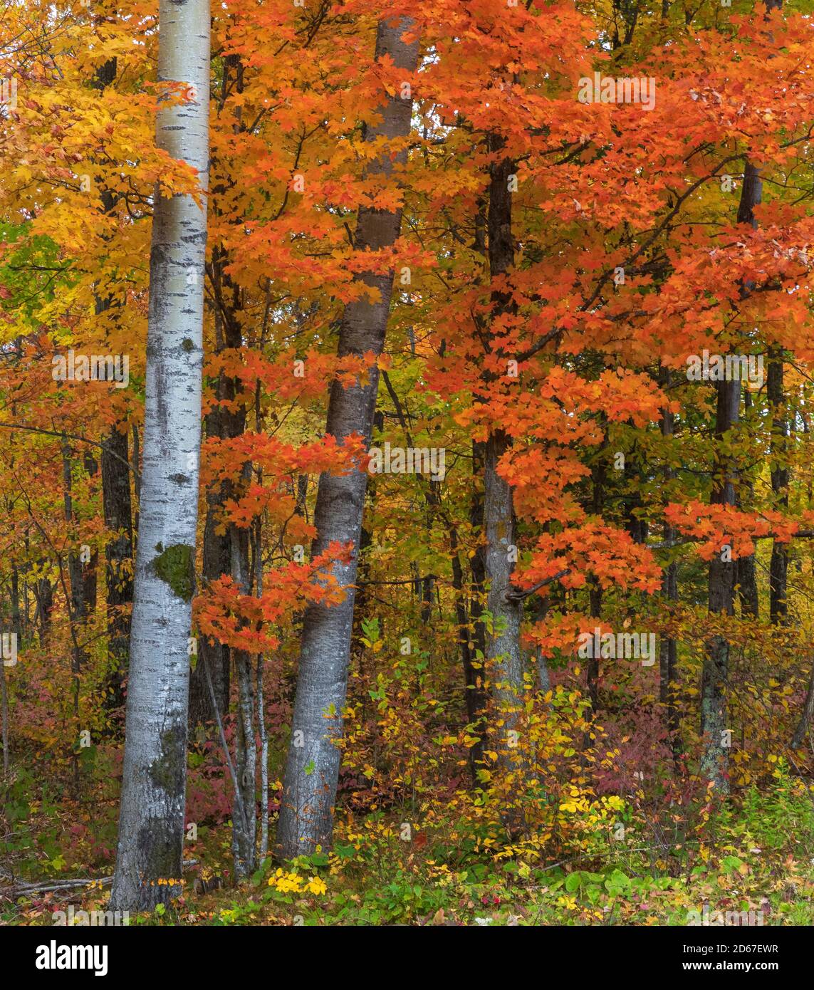 Fall colors in northern Wisconsin Stock Photo - Alamy