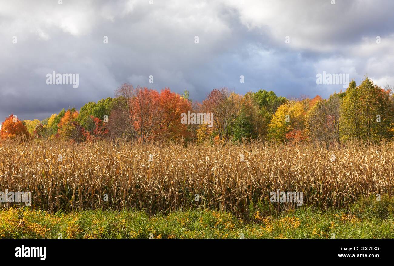 Farmers standing in corn field hi-res stock photography and images - Alamy