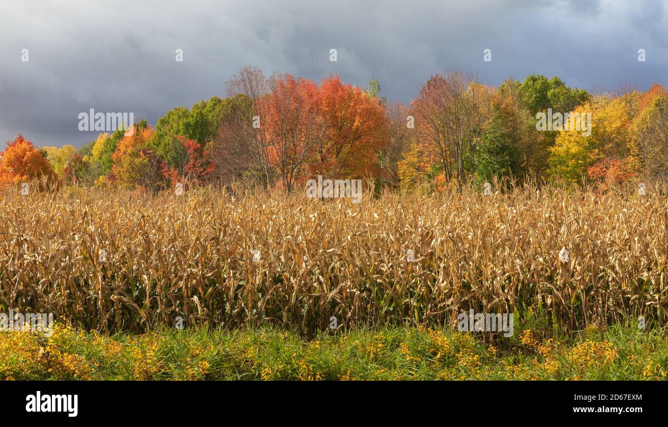 Stormy weather, fall colors, and a field of standing corn in northern ...