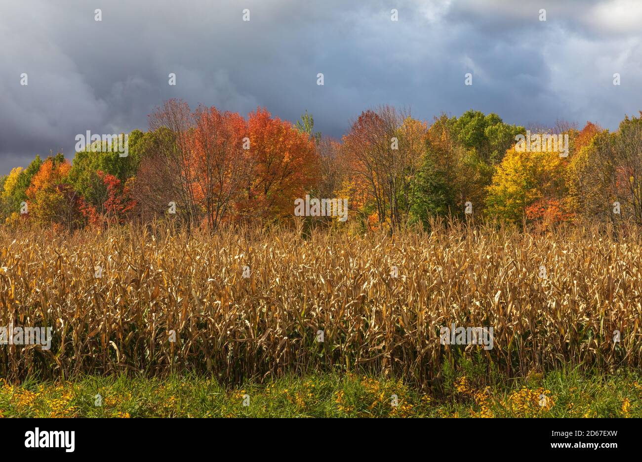 Us corn belt hi-res stock photography and images - Alamy
