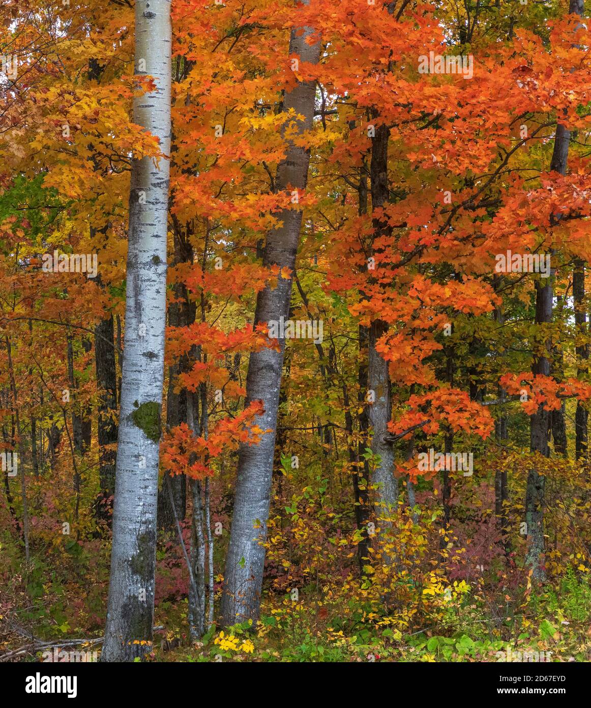 Fall colors in northern Wisconsin Stock Photo - Alamy