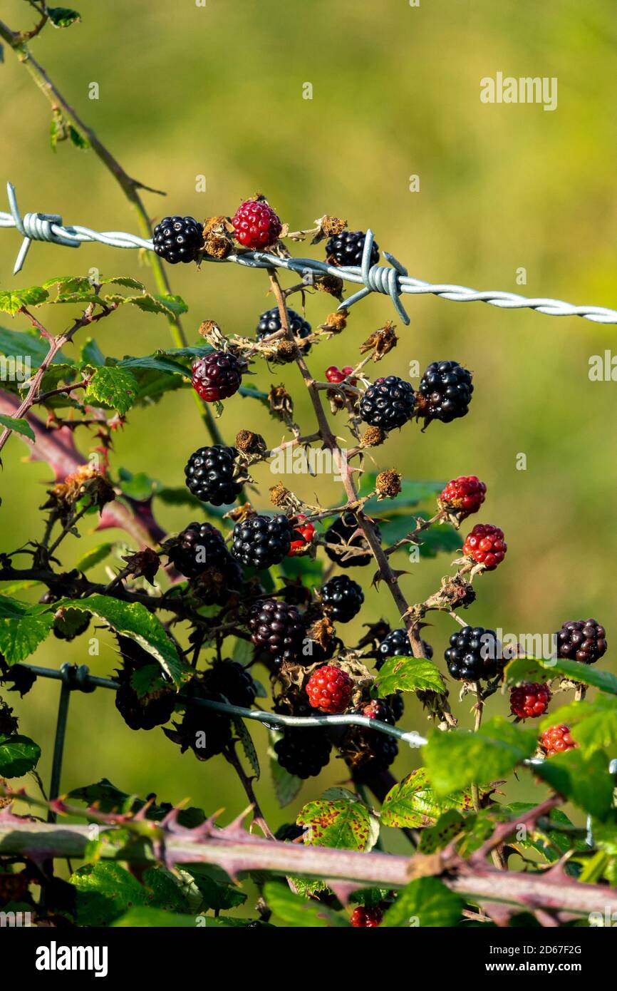 Bramble, Rubus fruticosus, Barded wire fence Stock Photo - Alamy