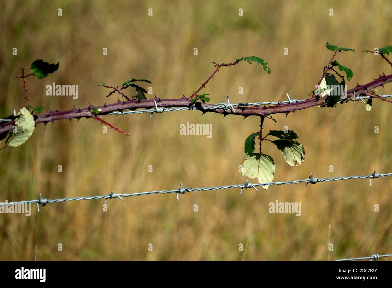 Bramble, Rubus fruticosus, Barded wire fence Stock Photo - Alamy
