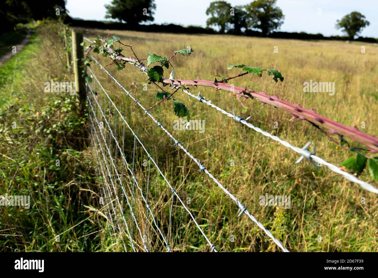 Bramble, Rubus fruticosus, Barded wire fence Stock Photo - Alamy