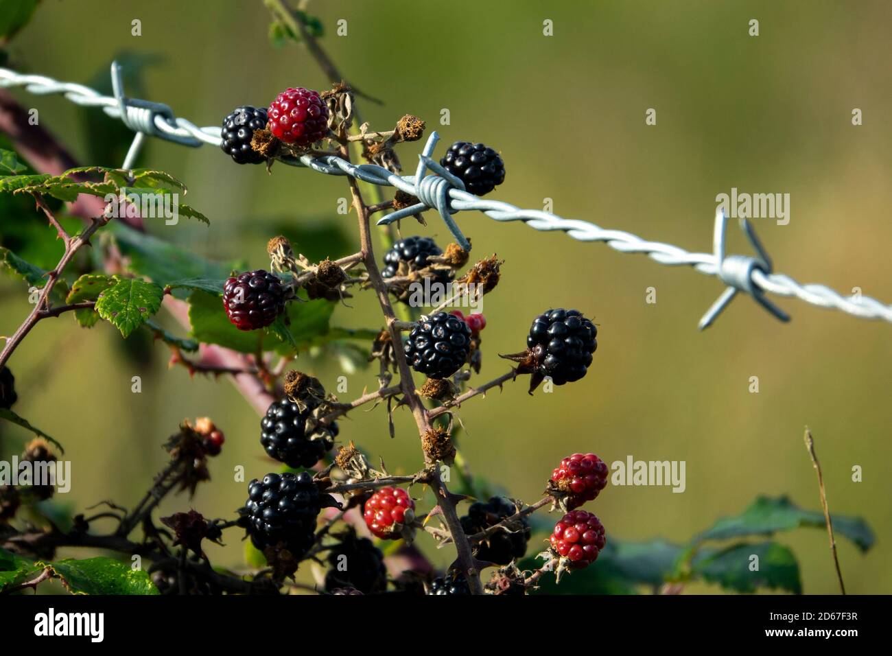 Bramble, Rubus fruticosus, Barded wire fence Stock Photo - Alamy