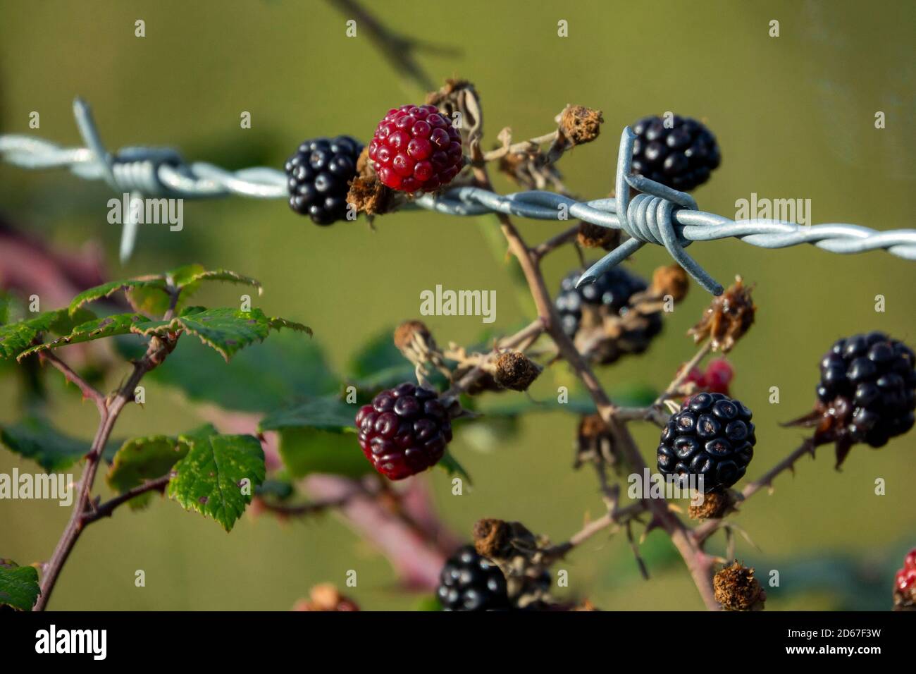 Bramble, Rubus fruticosus, Barded wire fence Stock Photo - Alamy