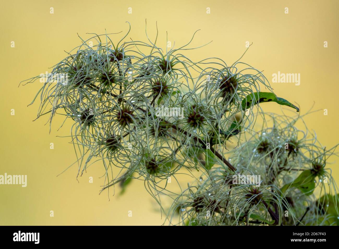 Seeds head, Hedge Bindweed, Calystegia sepium Stock Photo - Alamy