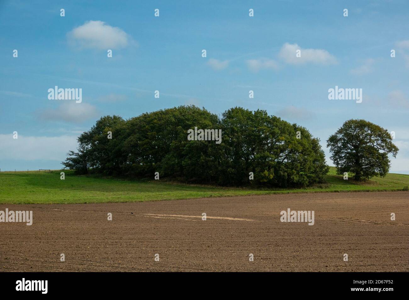Woodland, copse, on a hill, Norfolk Stock Photo - Alamy