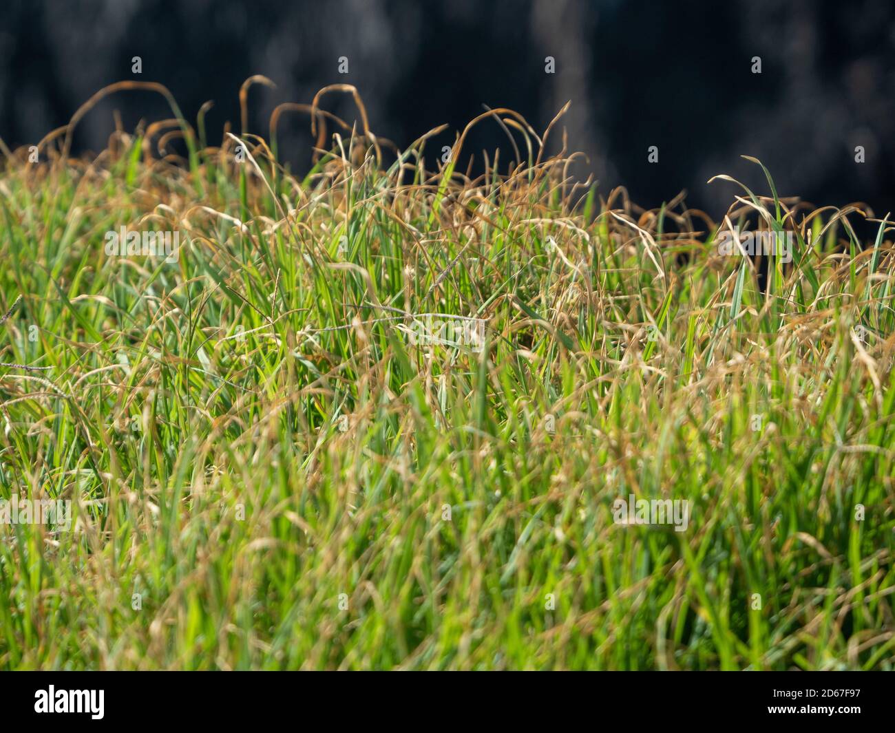 Weed grasses growing lawn hi-res stock photography and images - Alamy