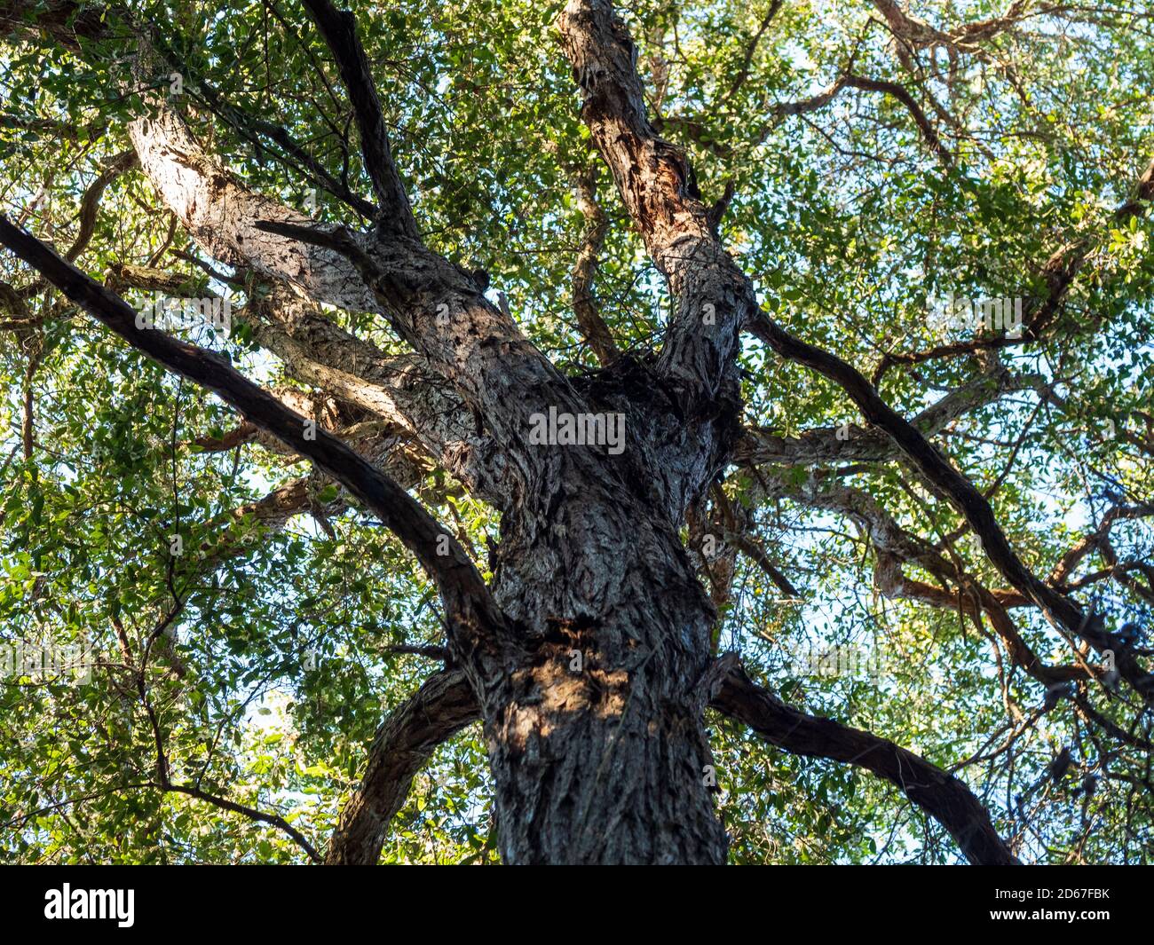 Looking up through the knotted gnarly branches of very tall trees to ...