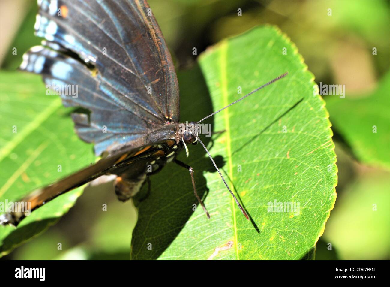 Litty Are Dark Purple Butterfly