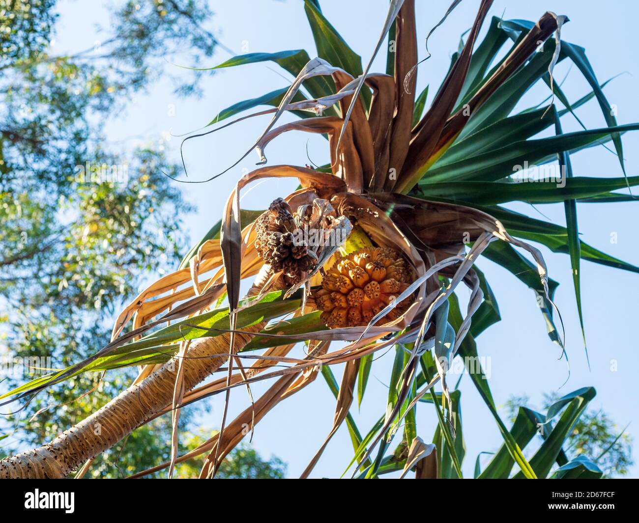 The Pandanus Palm tree with Fruit whose segments contains seeds ...