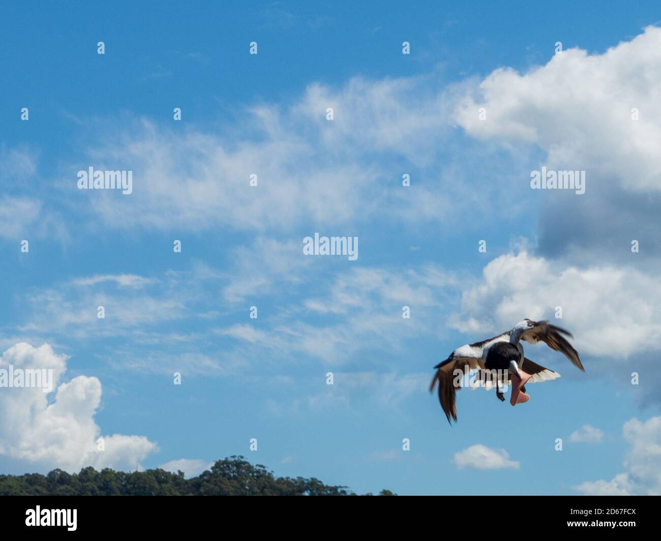 Australian magpie swooping hi-res stock photography and images - Alamy