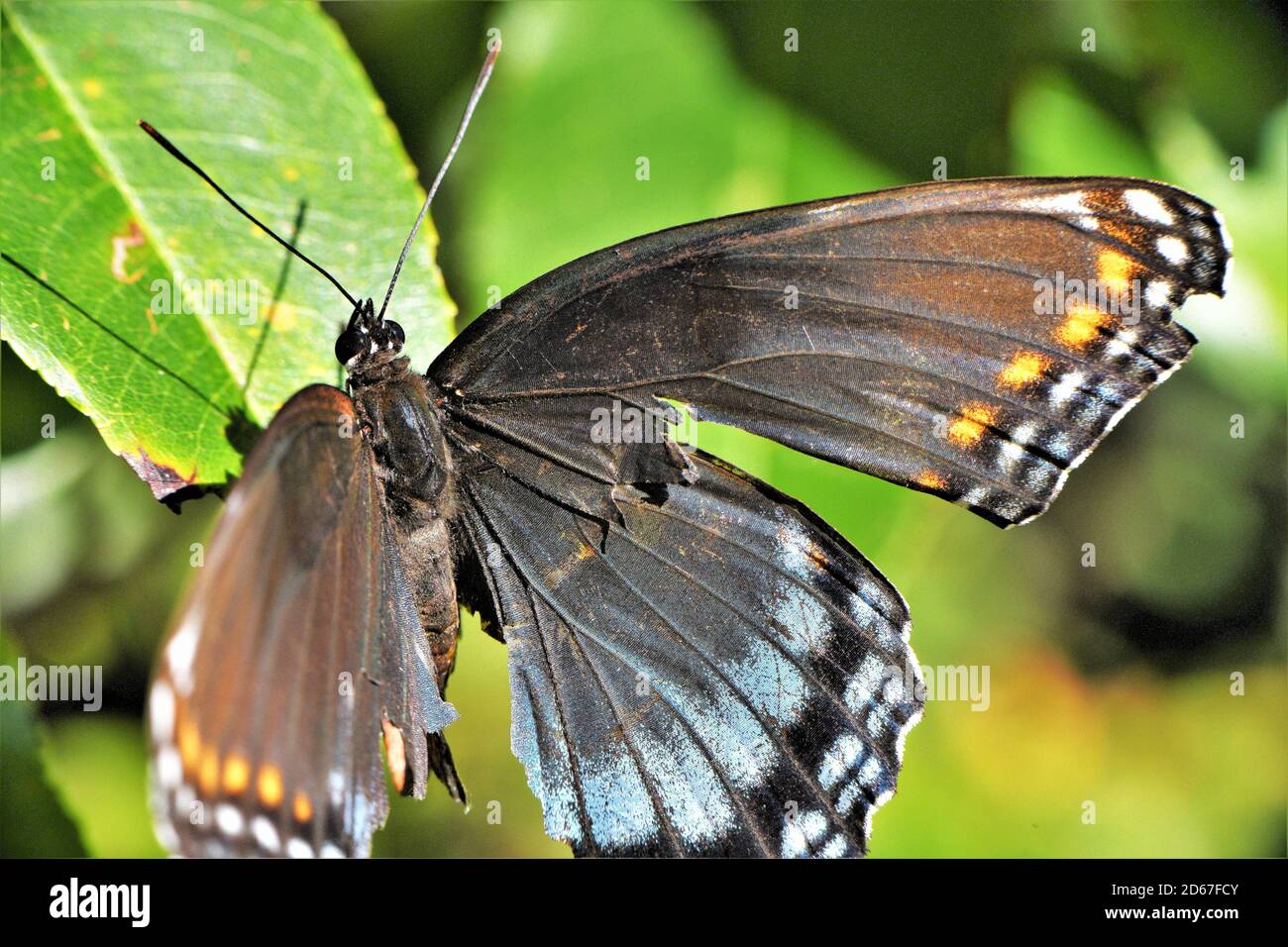 Purple butterfly hi-res stock photography and images - Alamy