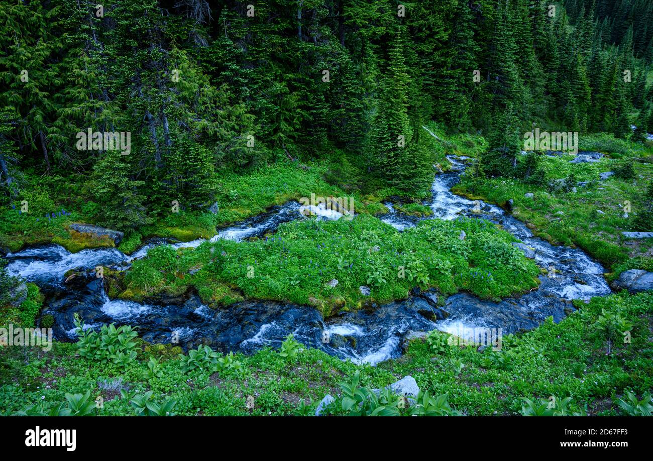 Wildflowers pond mountains water hi-res stock photography and images ...