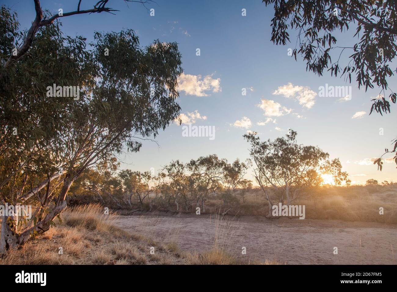 Dry creek bed lined with River Red Gums (Eucalyptus camaldulensis ...