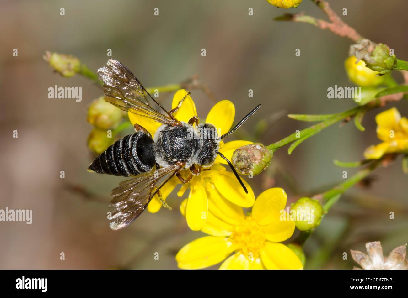 Cuckoo-leaf-cutter Bee, Coelioxys sp., foraging on Prairie Broomweed ...