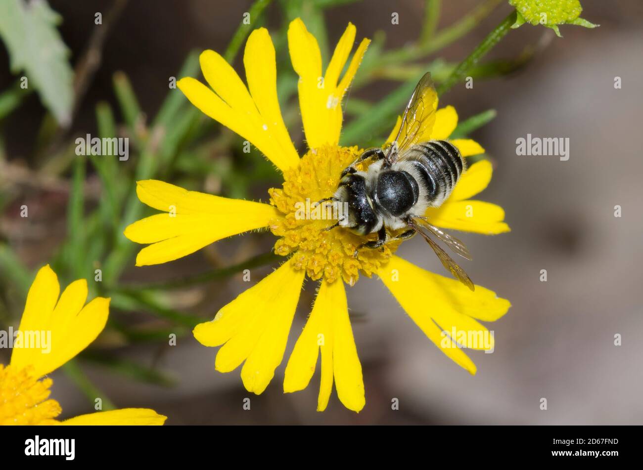 Leaf-cutter Bee, Megachile sp., foraging on Sneezeweed, Helenium amarum ...