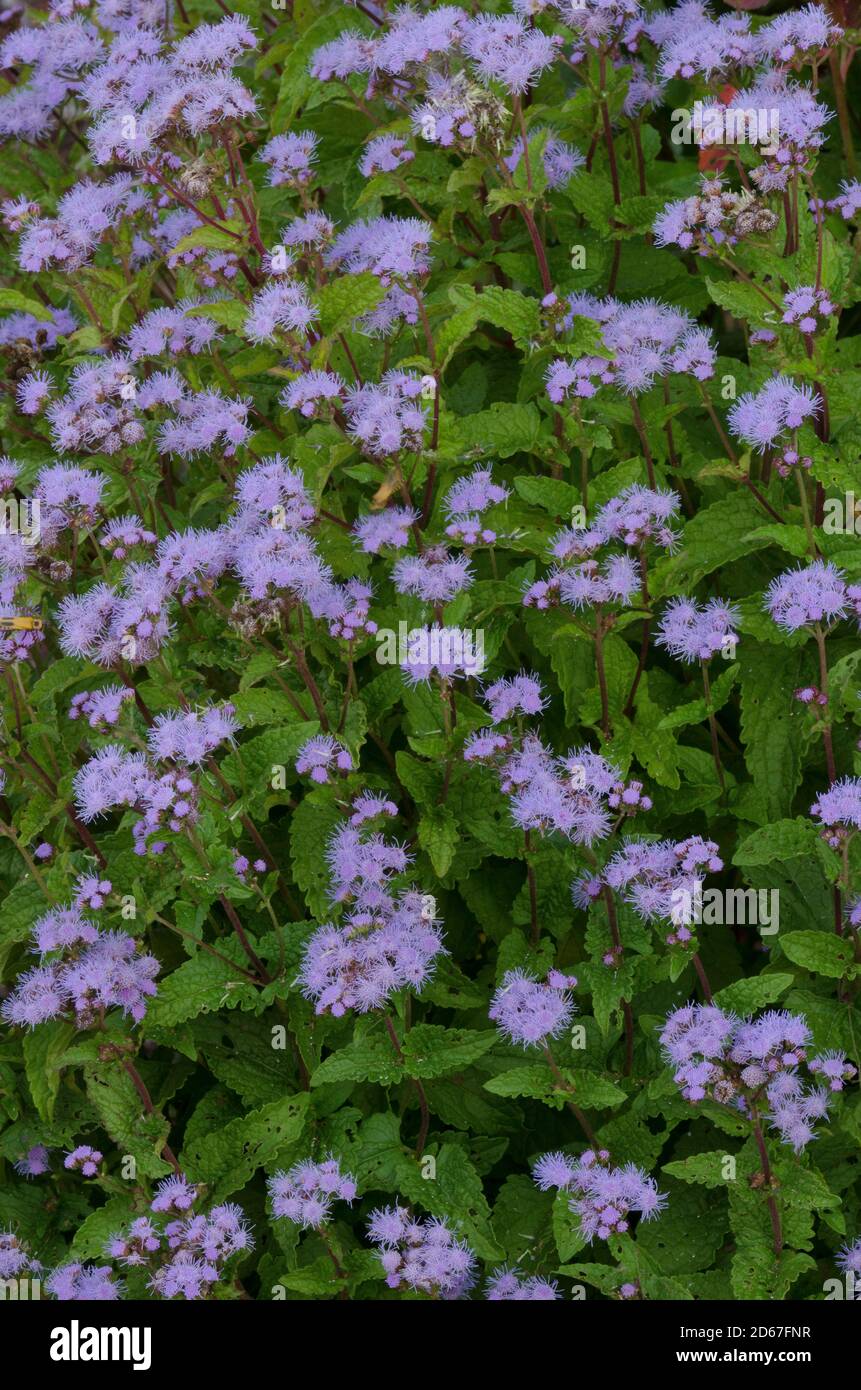 Conoclinium hi-res stock photography and images - Alamy