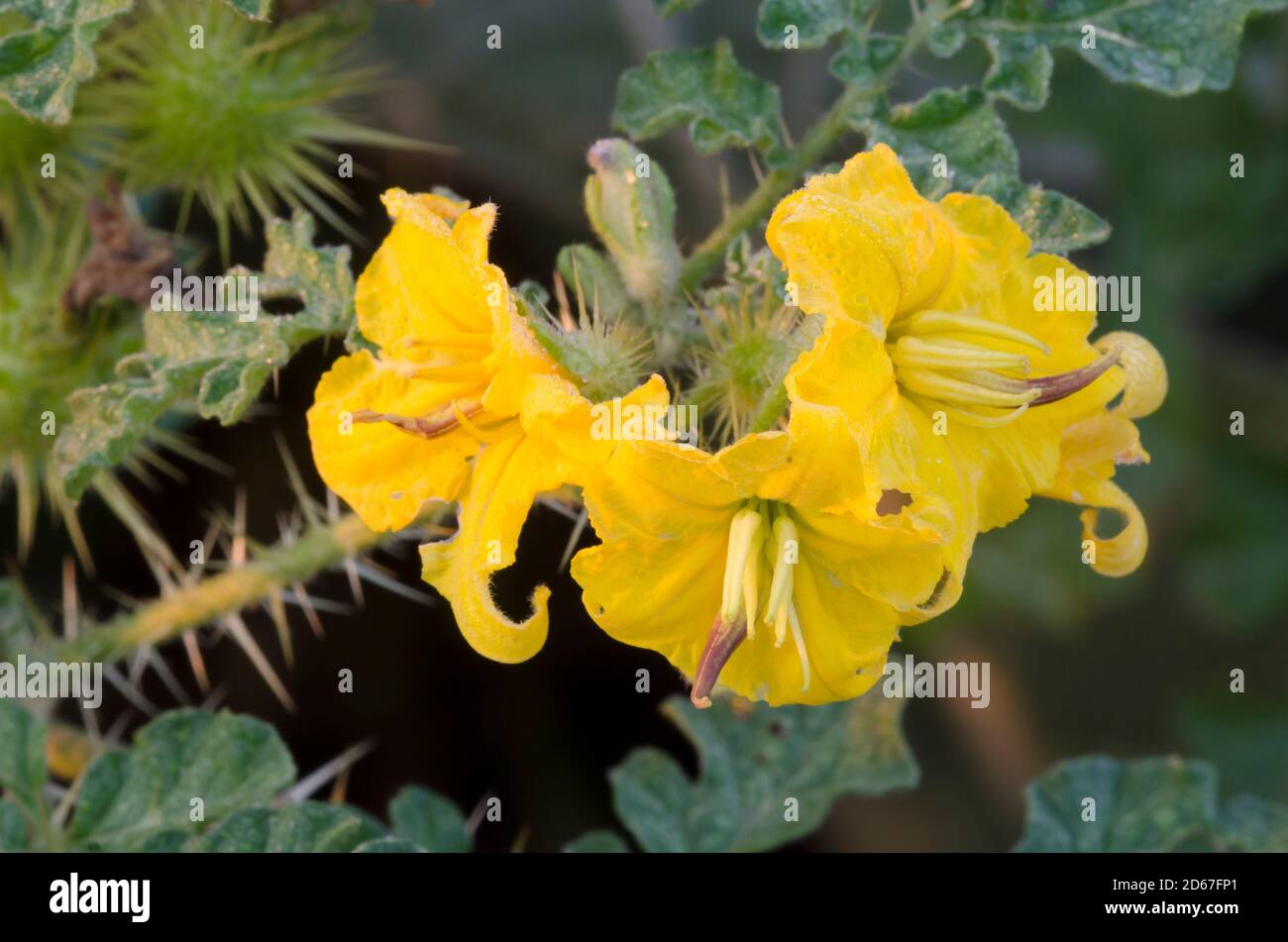 Buffalo Bur, Solanum rostratum Stock Photo - Alamy
