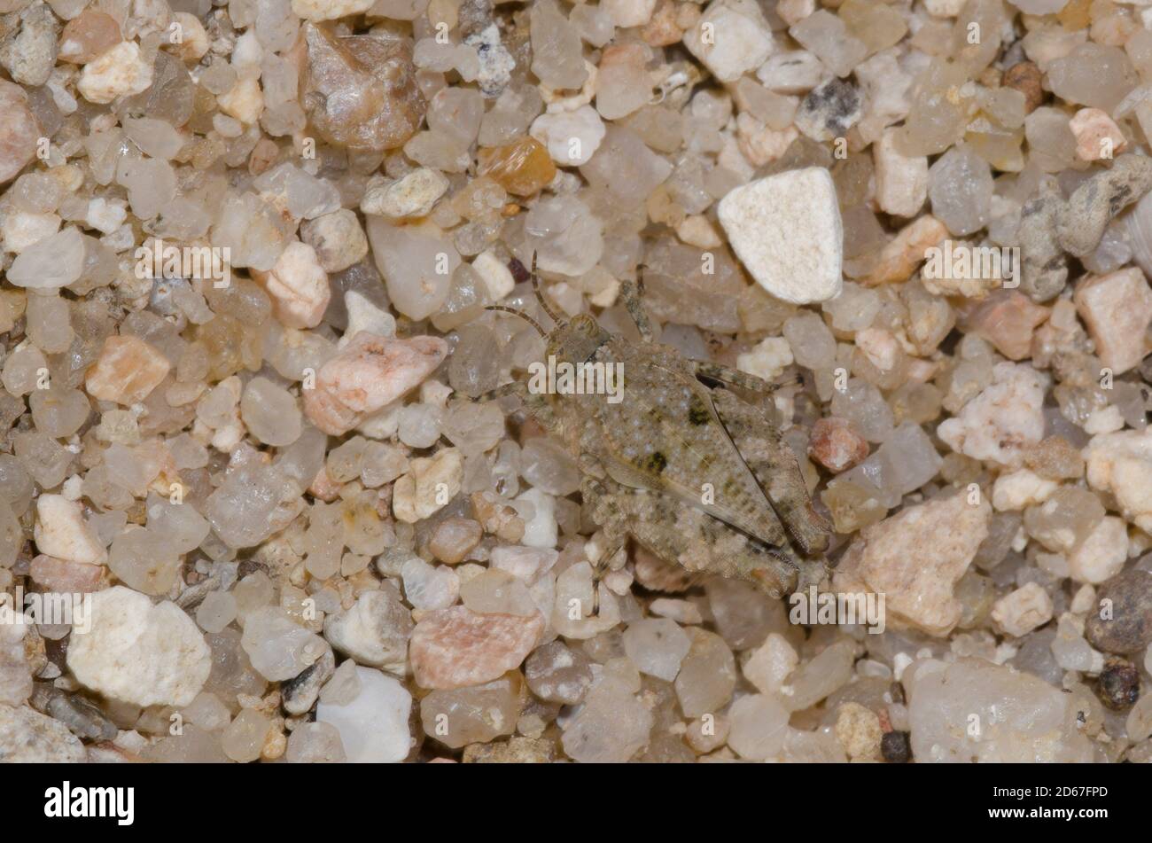 Pygmy Grasshopper, Subfamily Tetriginae, camouflaged on sand Stock ...