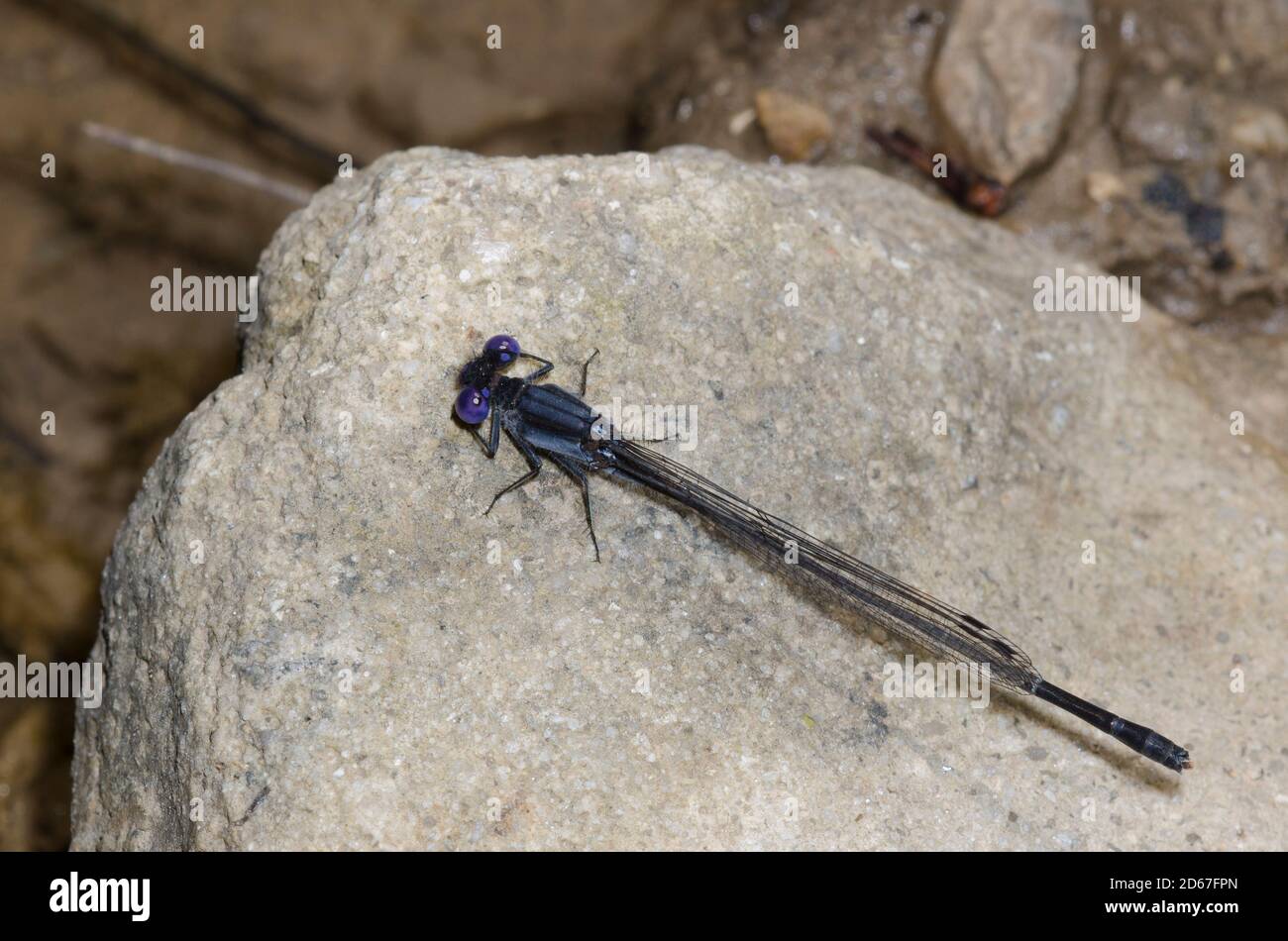 Argia hi-res stock photography and images - Alamy