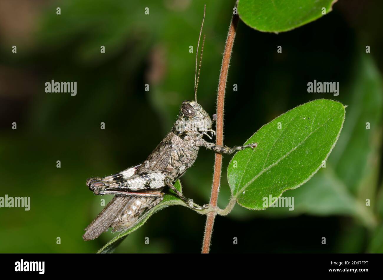 Pine Tree Spur-throat Grasshopper, Melanoplus punctulatus, male Stock ...