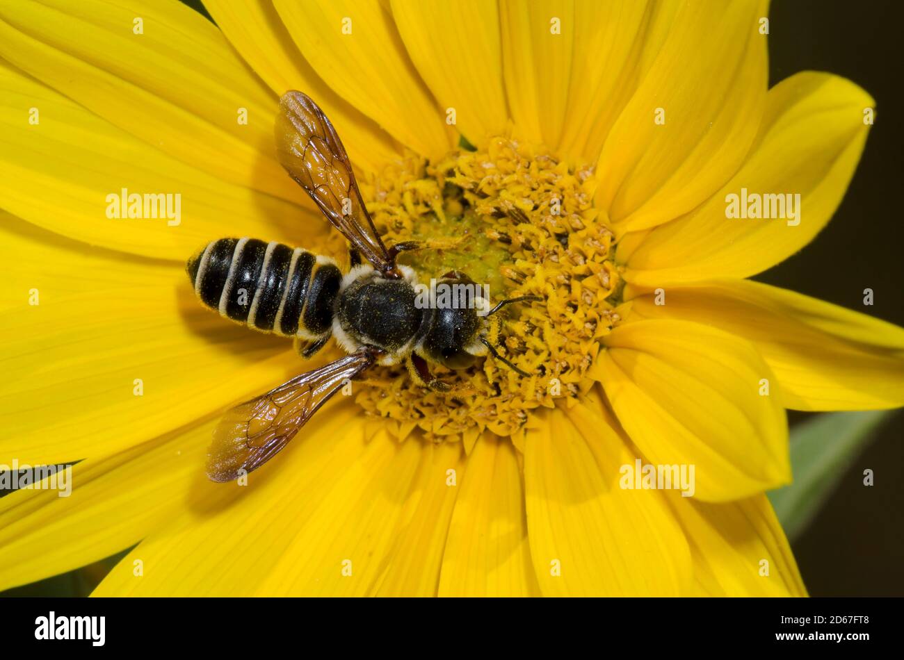 Megachile inimica sayi hi-res stock photography and images - Alamy