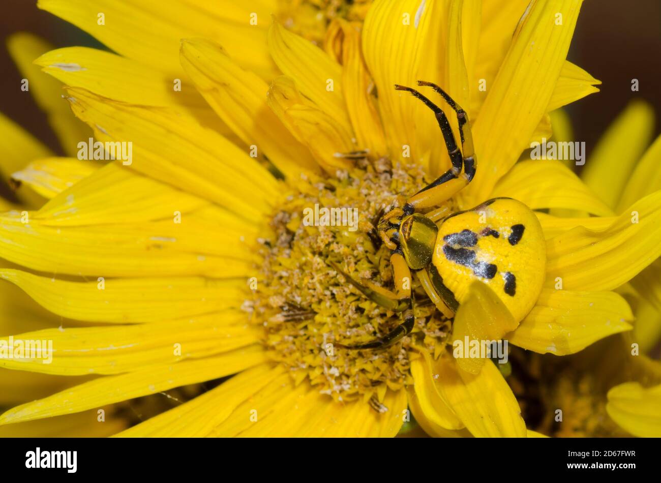 Whitebanded Crab Spider, Misumenoides formosipes, lurking in Maximilian ...