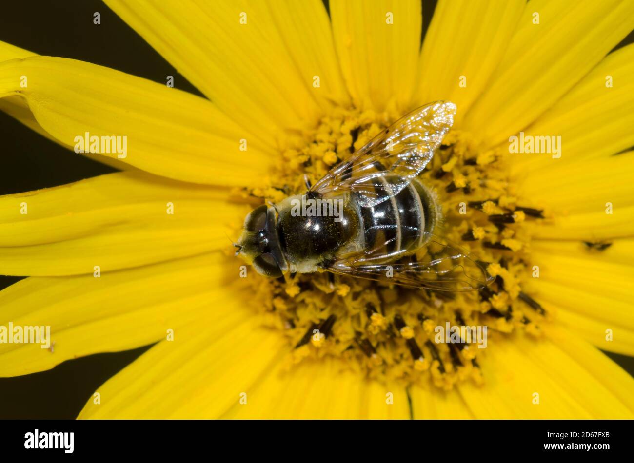 Wasp pollinating helianthus hi-res stock photography and images - Alamy