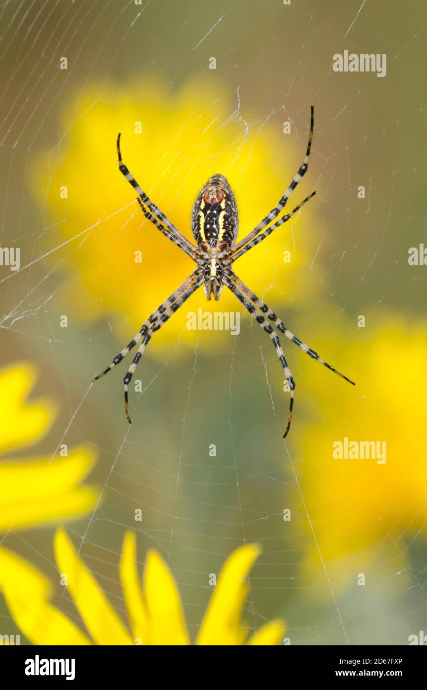 Banded Argiope, Argiope trifasciata, in patch of Maximilian sunflower ...