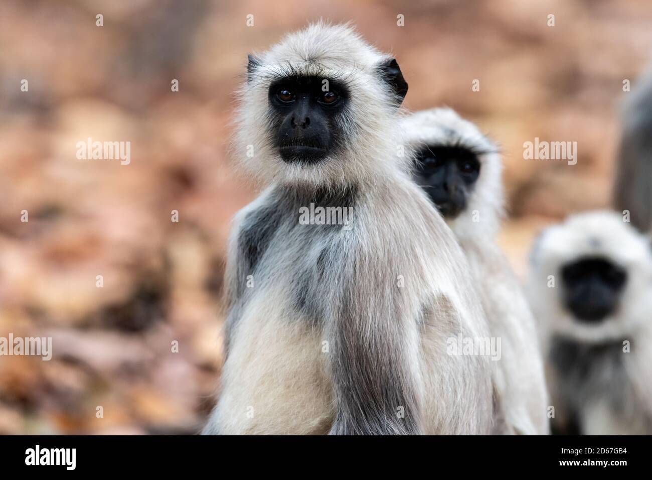 Gray langur (Semnopithecus) adopt almost human-like poses in the wooded ...