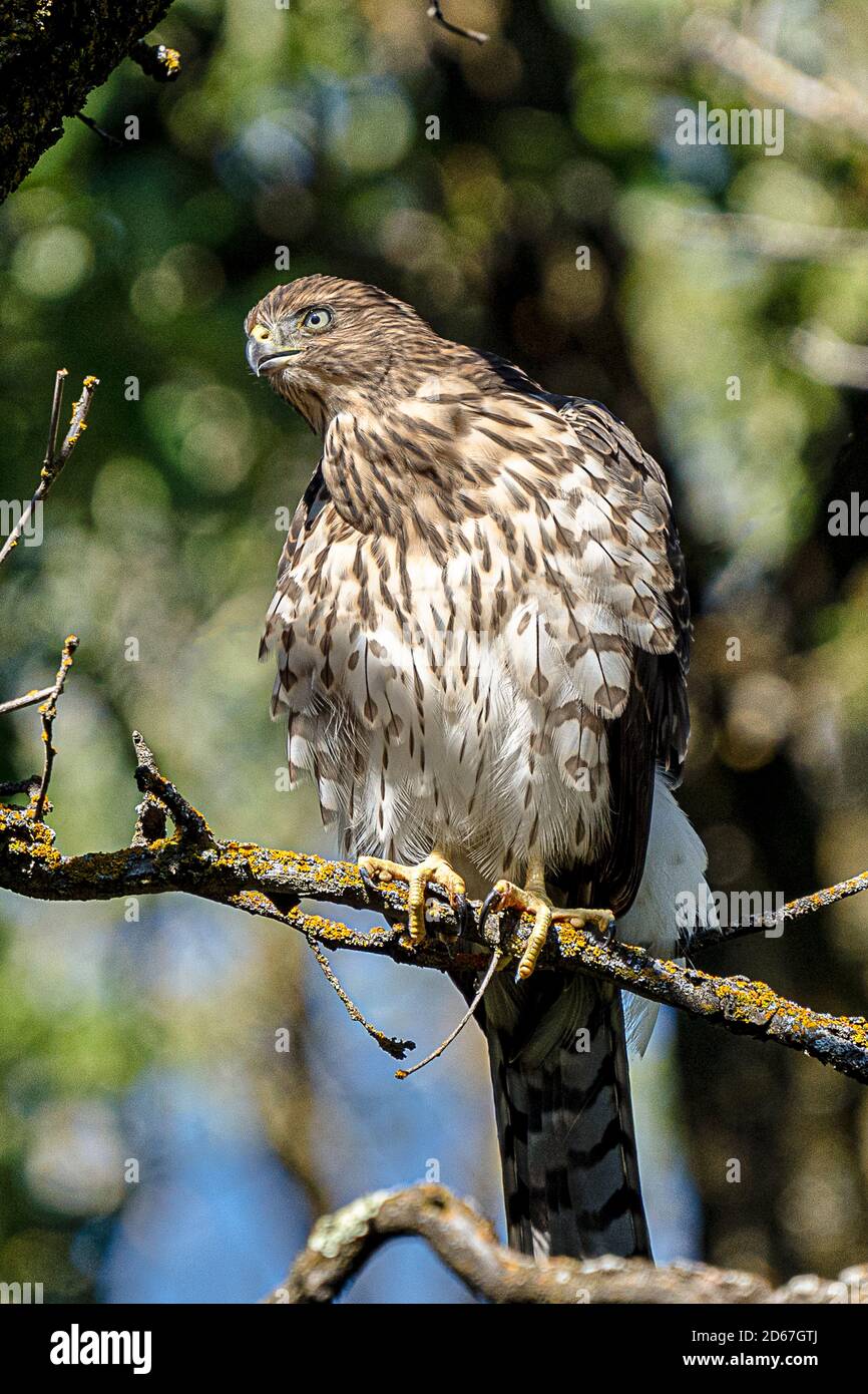 Winnipeg manitoba nature hi-res stock photography and images - Alamy