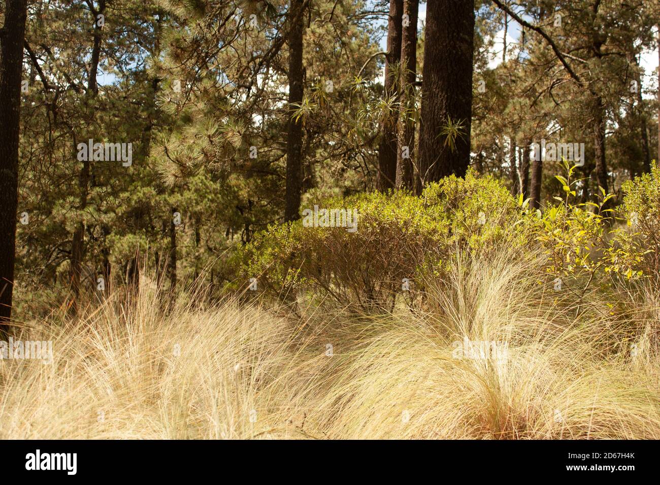 Scrub forests hi-res stock photography and images - Alamy