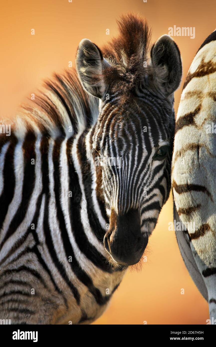 Zebra foal close-up standing close to the female having a tender moment ...