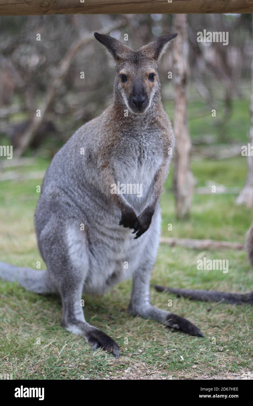 Melbourne moon hi-res stock photography and images - Alamy
