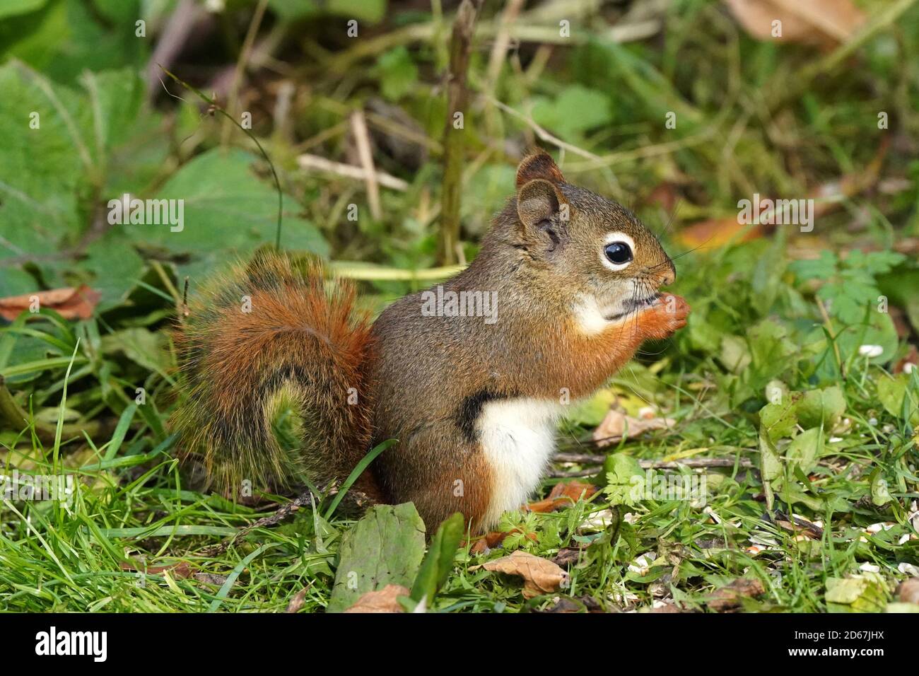 Grey squirrel damage tree hi-res stock photography and images - Alamy